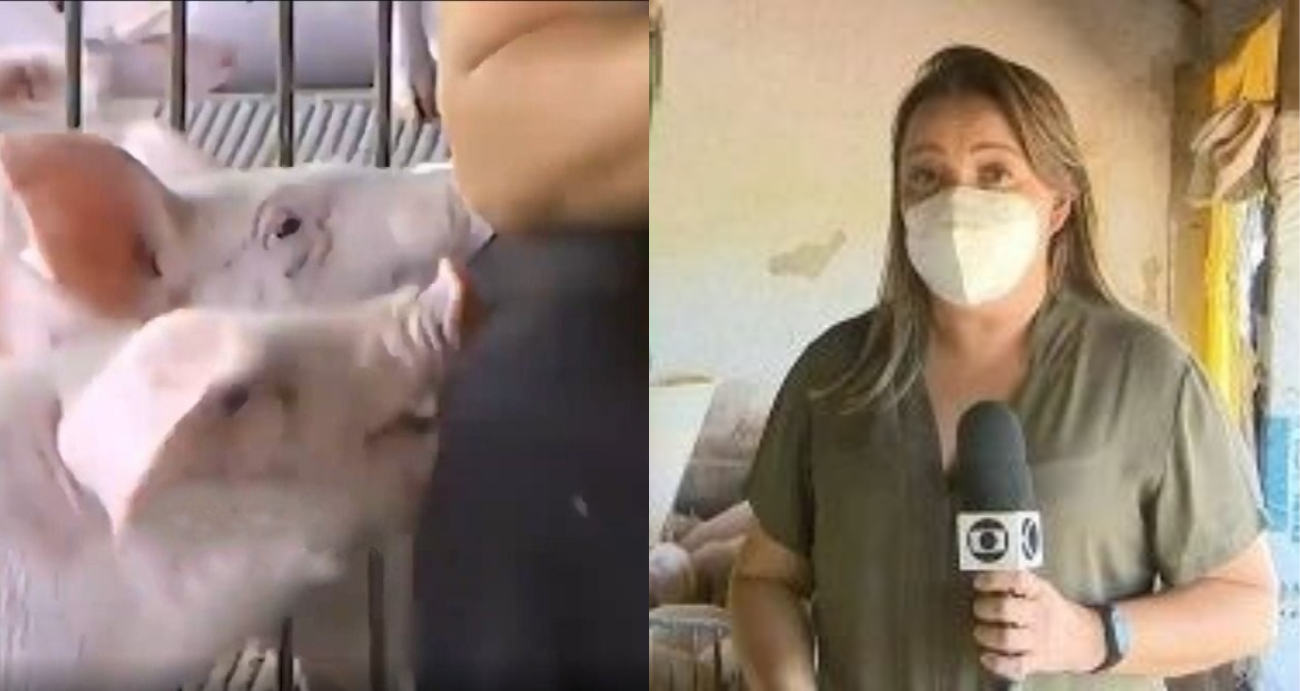 Repórter Da Globo é Atacada Por Porcos E Vira Chacota Na Web Veja O